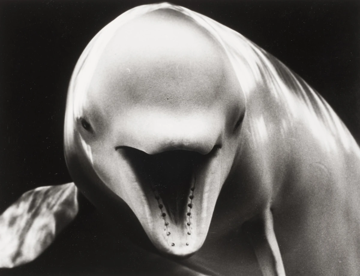 Newfy (NYAQ-1976) | Cetacea Wiki | Fandom