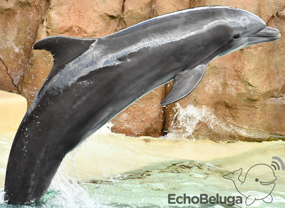 Marble (SWF-1997) | Cetacea Wiki | Fandom