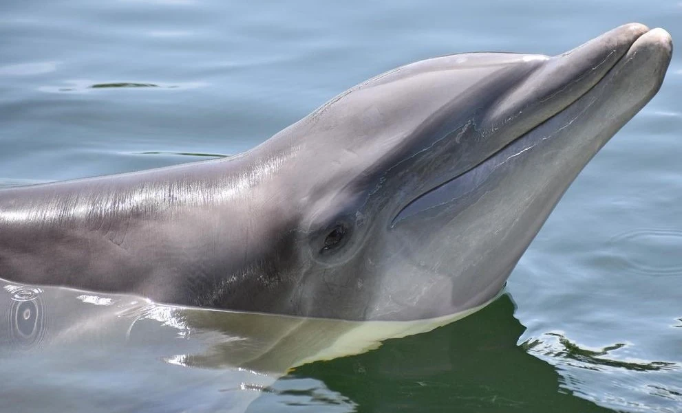 Nyla (DPMMR-2015) | Cetacea Wiki | Fandom