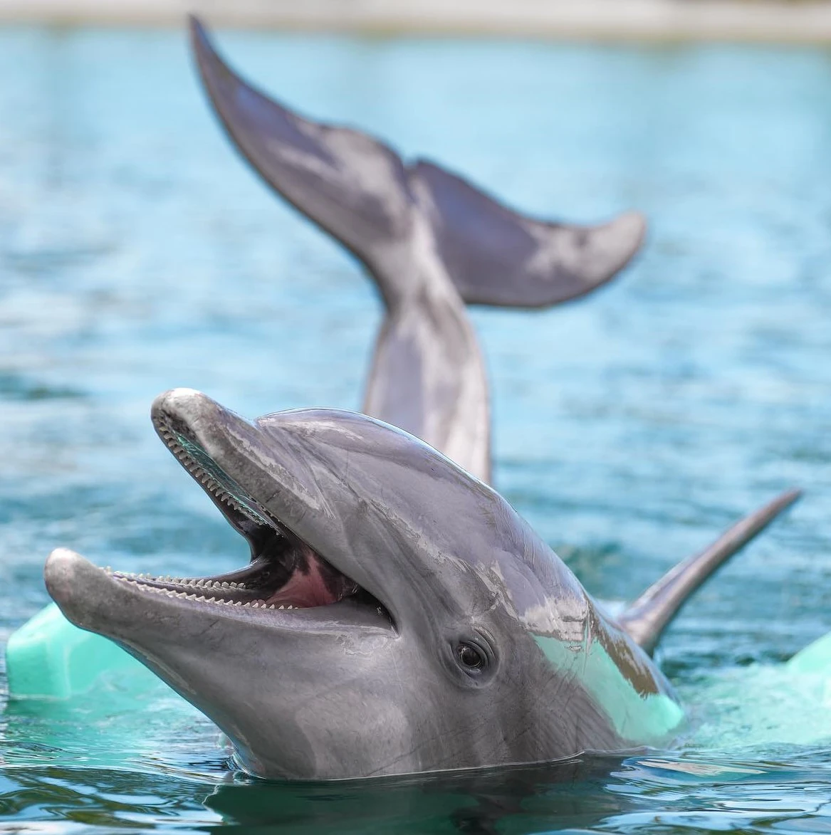 Nimbus (DQB-1999) | Cetacea Wiki | Fandom