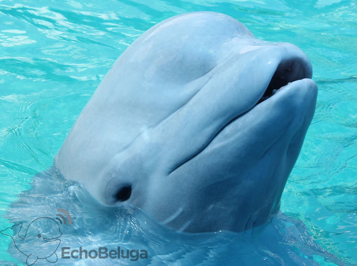 Oliver (SWT-2007) | Cetacea Wiki | Fandom