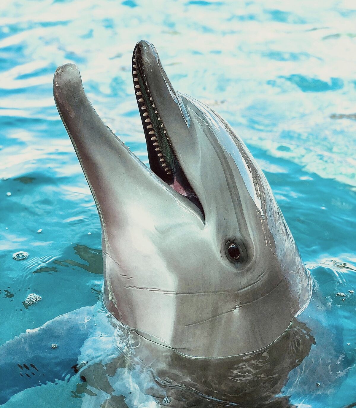 Ipanema Swf 2010 Cetacea Wiki Fandom