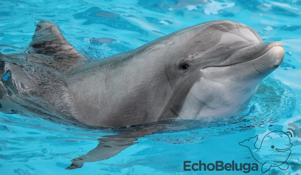 Chelsea (MAP-1983) | Cetacea Wiki | Fandom