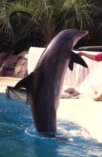 Banjo (QMA-1978) | Cetacea Wiki | Fandom