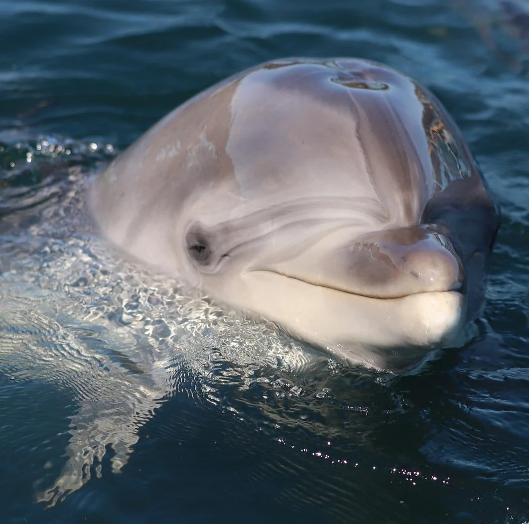 Niji (DRST-2017) | Cetacea Wiki | Fandom