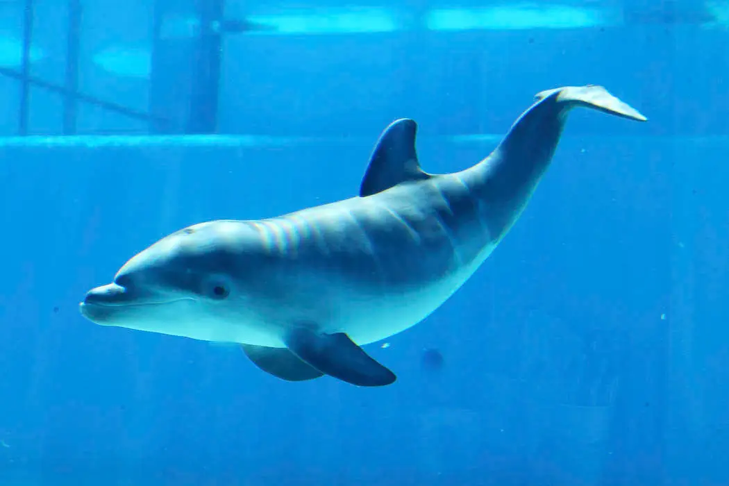 Lady Aces (MDH-2019) | Cetacea Wiki | Fandom