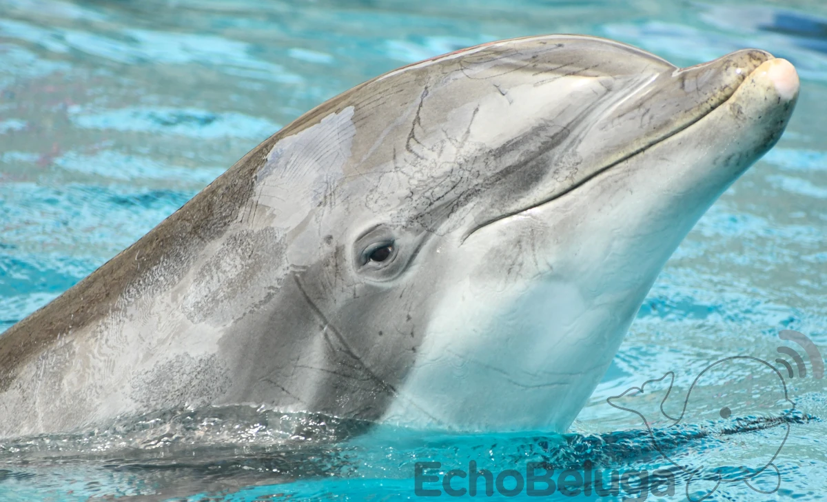 Shadow (MNZ-1992) | Cetacea Wiki | Fandom