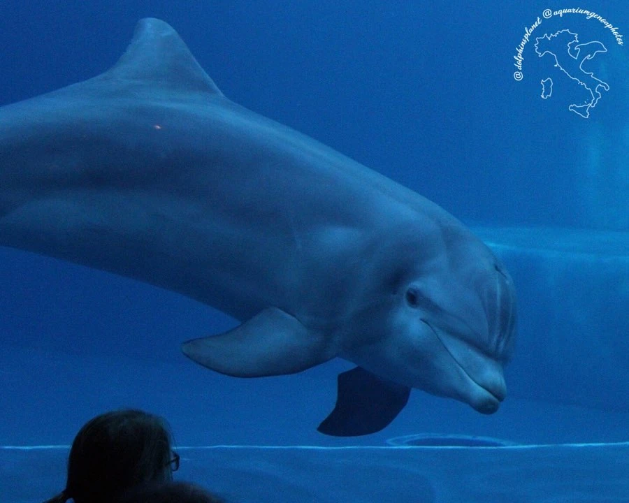 Luna II (DFRR-1995) | Cetacea Wiki | Fandom