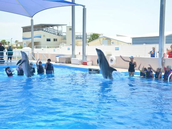 Dolphin Point (GMAP) | Cetacea Wiki | Fandom