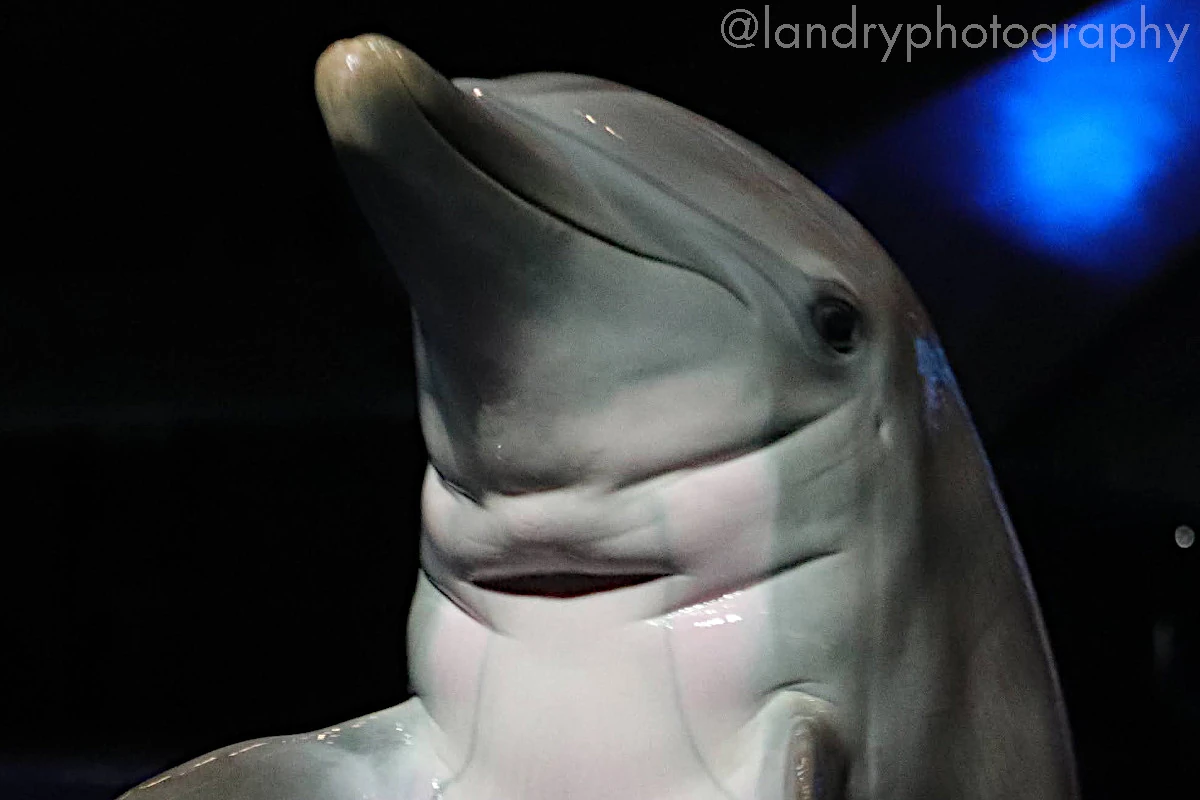 Luna (DQB-2007) | Cetacea Wiki | Fandom