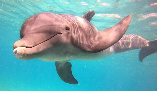 Tamra (MAP-1987) | Cetacea Wiki | Fandom