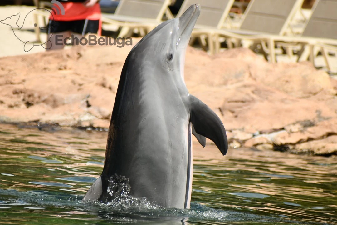 Titan (SWF-2016) | Cetacea Wiki | Fandom