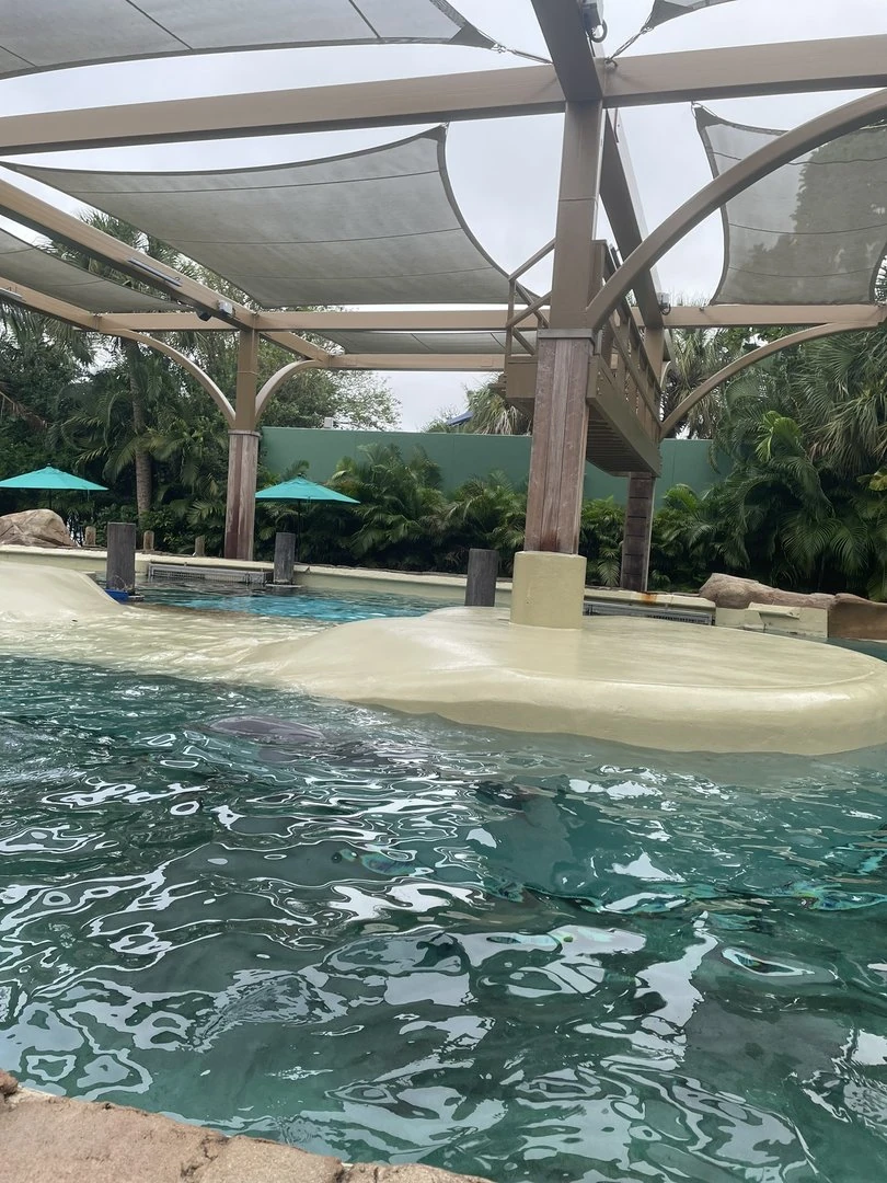 Dolphin Nursery (SWF) | Cetacea Wiki | Fandom