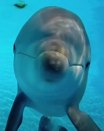 Yuky (LBZ-2013) | Cetacea Wiki | Fandom