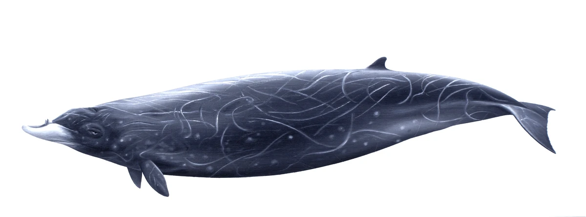 Andrews' beaked whale | Cetacea Wiki | Fandom