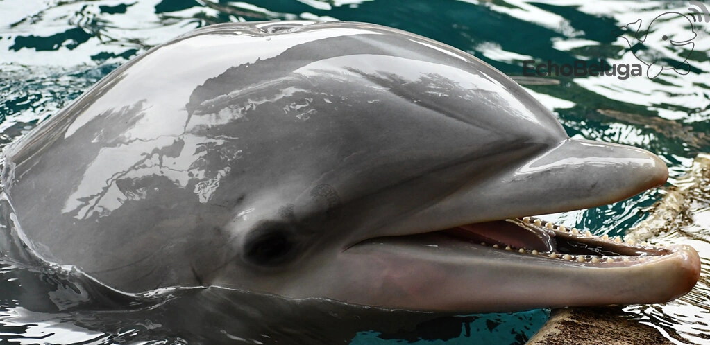 Eden (SWF-2016) | Cetacea Wiki | Fandom