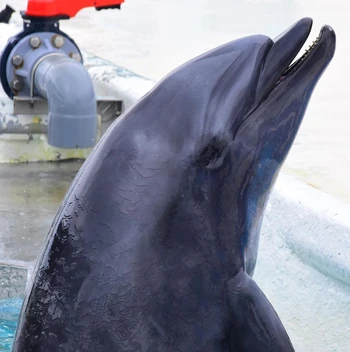 Mel (KSW-1989) | Cetacea Wiki | Fandom