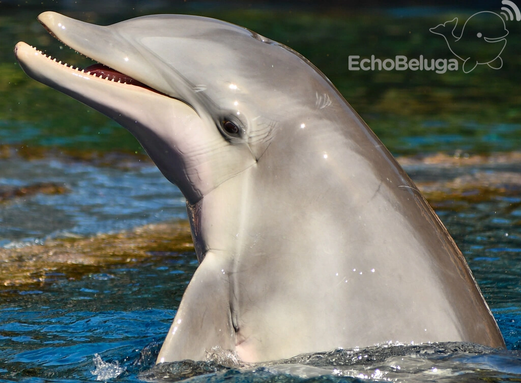 Rimmy (TMMSN-2017) | Cetacea Wiki | Fandom