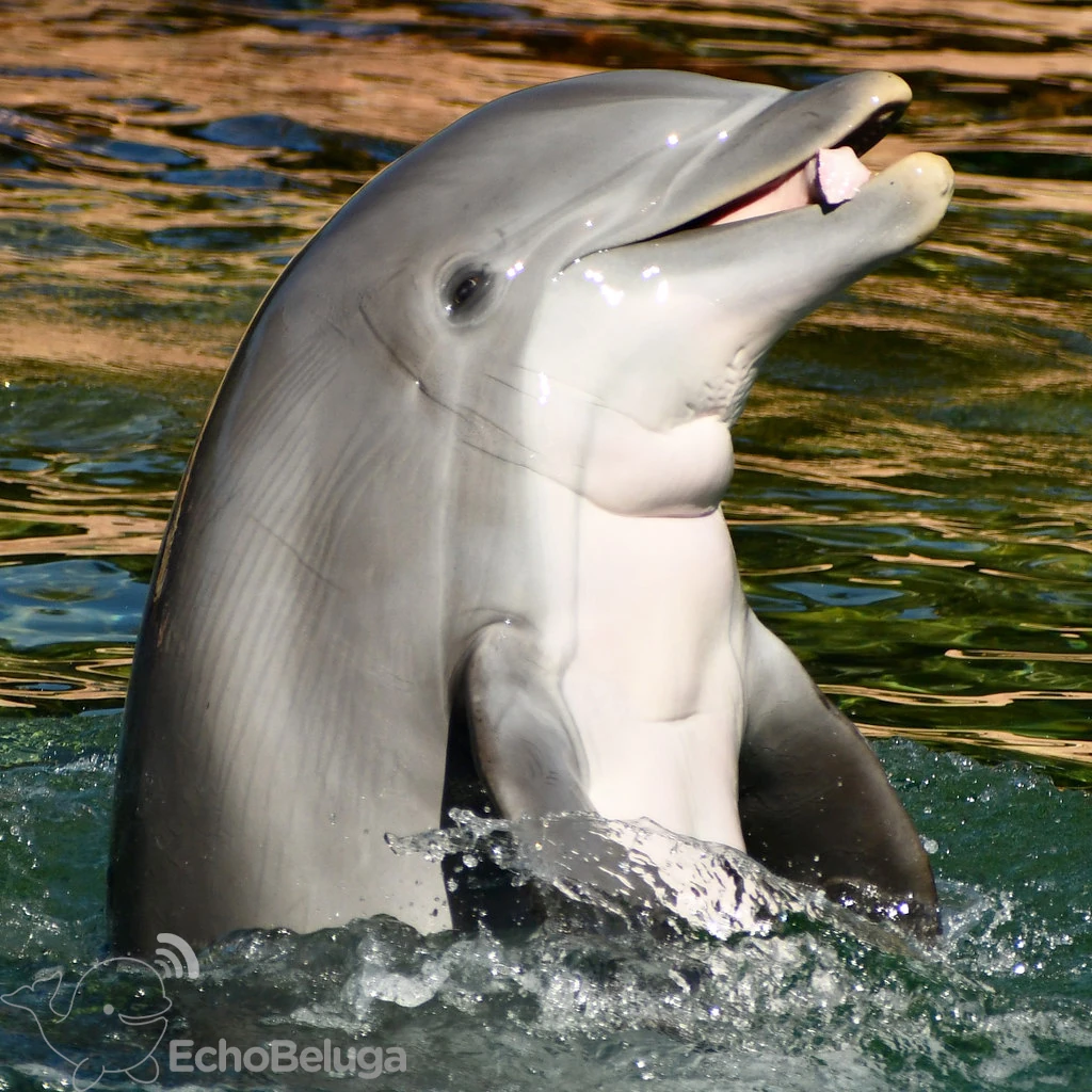 Roxy (SWO-1998) | Cetacea Wiki | Fandom