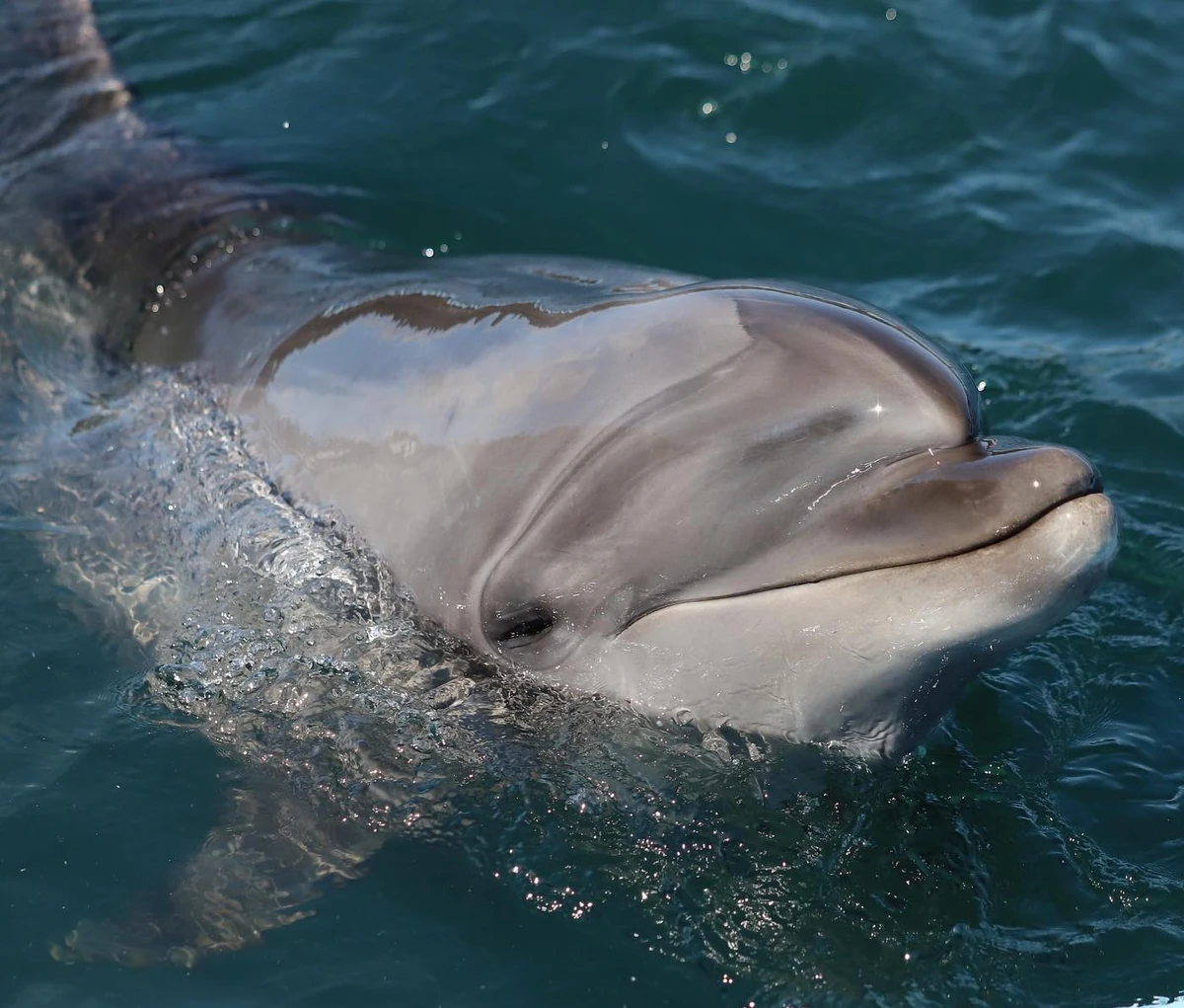 Clara (DRST-XXXX) | Cetacea Wiki | Fandom