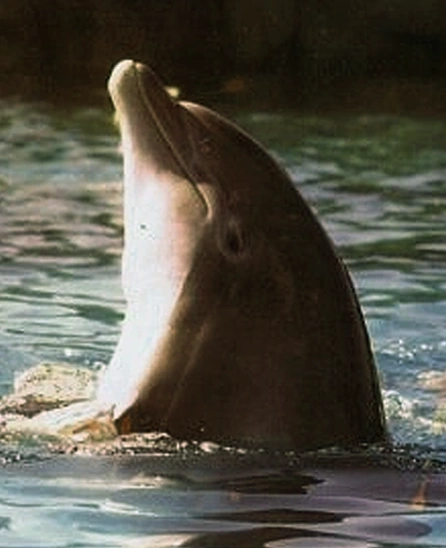 Toad (SWF-1973) | Cetacea Wiki | Fandom