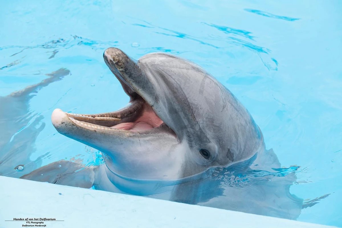 Nemo (TGSN-1986) | Cetacea Wiki | Fandom