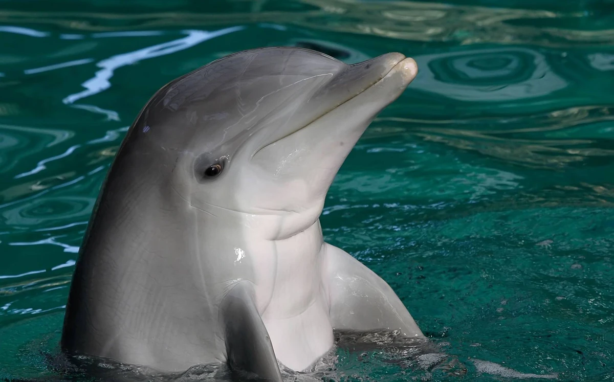Donna (DUSZ-2007) | Cetacea Wiki | Fandom