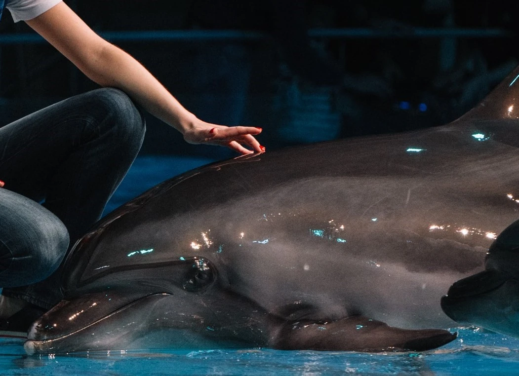 Gabija (SVMF-19XX) | Cetacea Wiki | Fandom