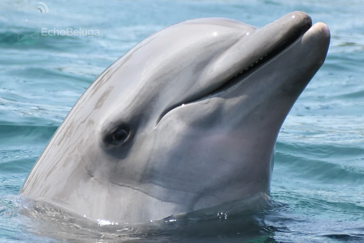 Amara (SWF-2009) | Cetacea Wiki | Fandom