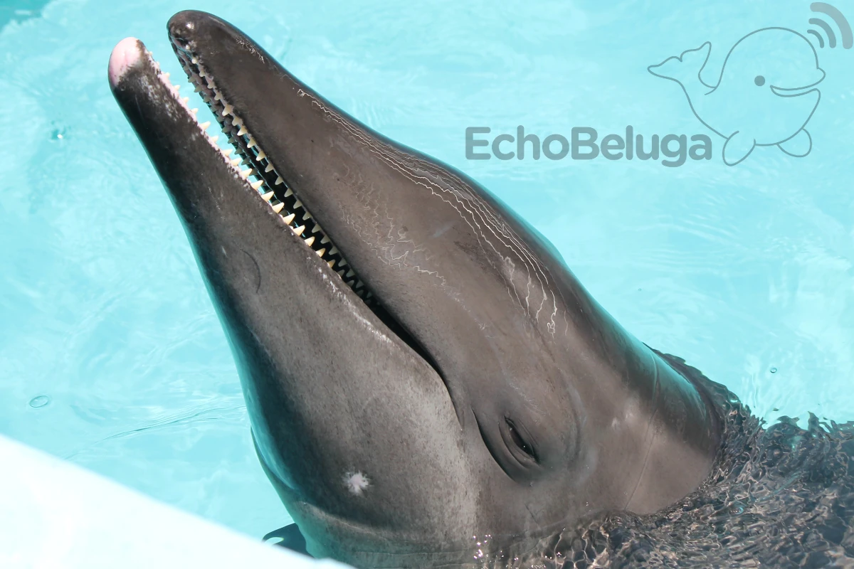 Ivan (GWMP-2004) | Cetacea Wiki | Fandom