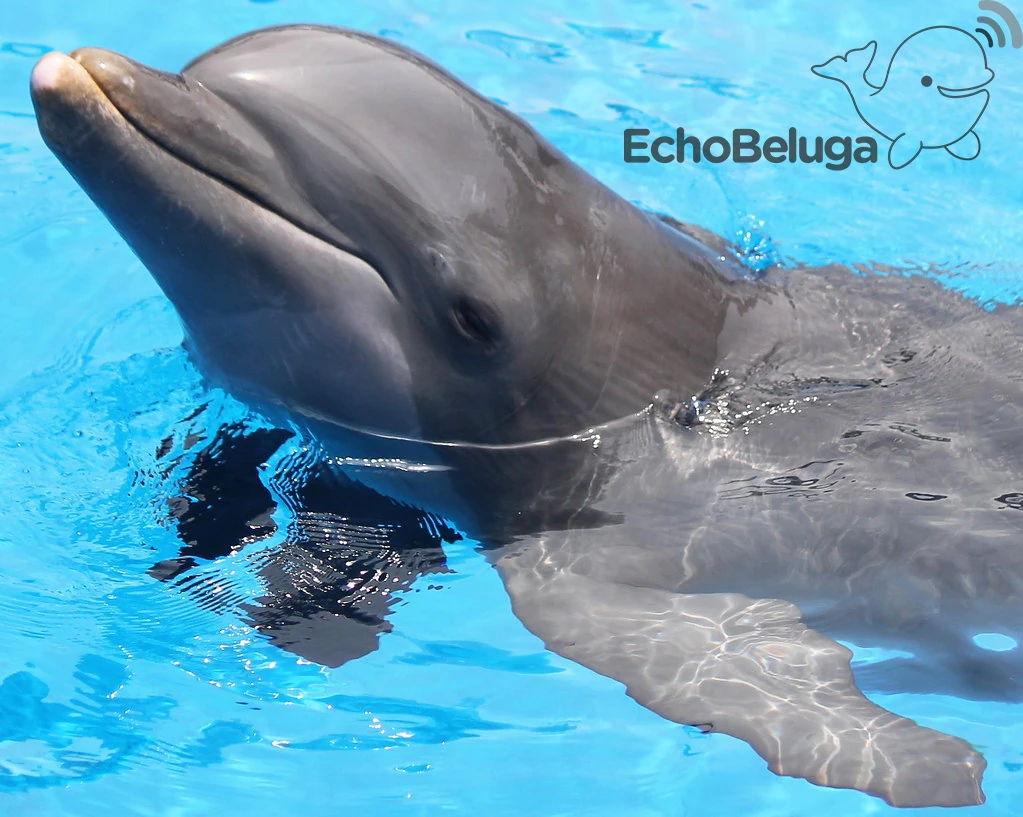 Chopper (GWMP-2011) | Cetacea Wiki | Fandom