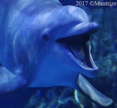 Malabar (DQB-2000) | Cetacea Wiki | Fandom
