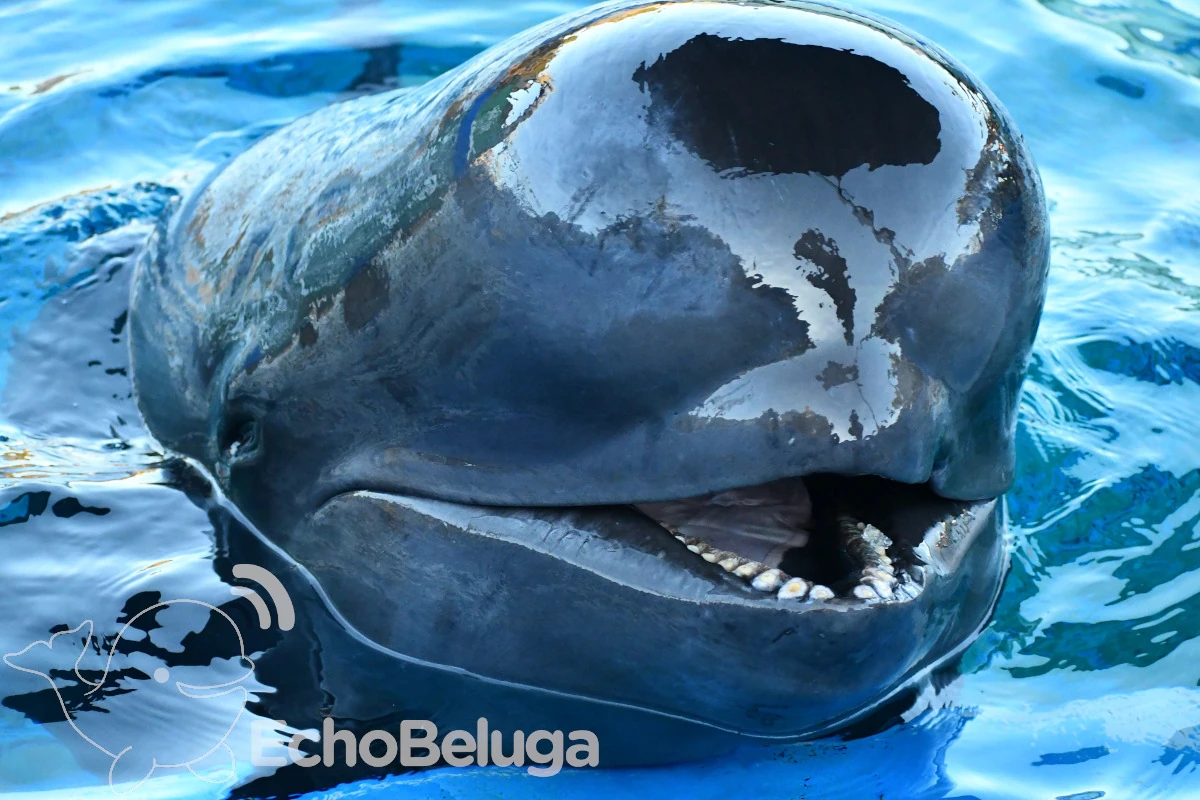 Piper (SWF-2012) | Cetacea Wiki | Fandom