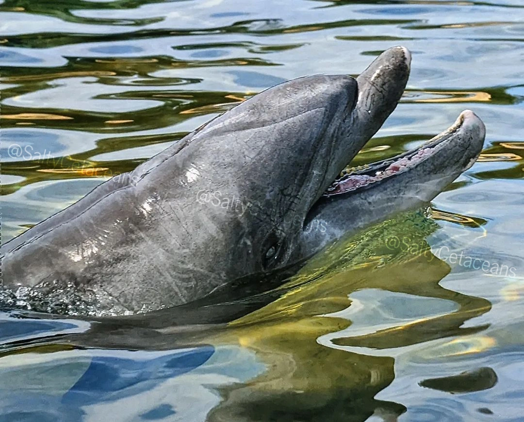 Lester (SWC-1972) | Cetacea Wiki | Fandom