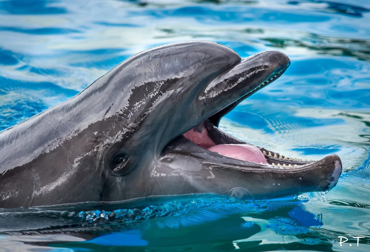 Nojus (LJM-2005) | Cetacea Wiki | Fandom
