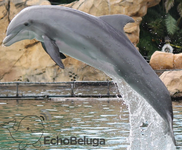 Dot (SWF-2004) | Cetacea Wiki | Fandom