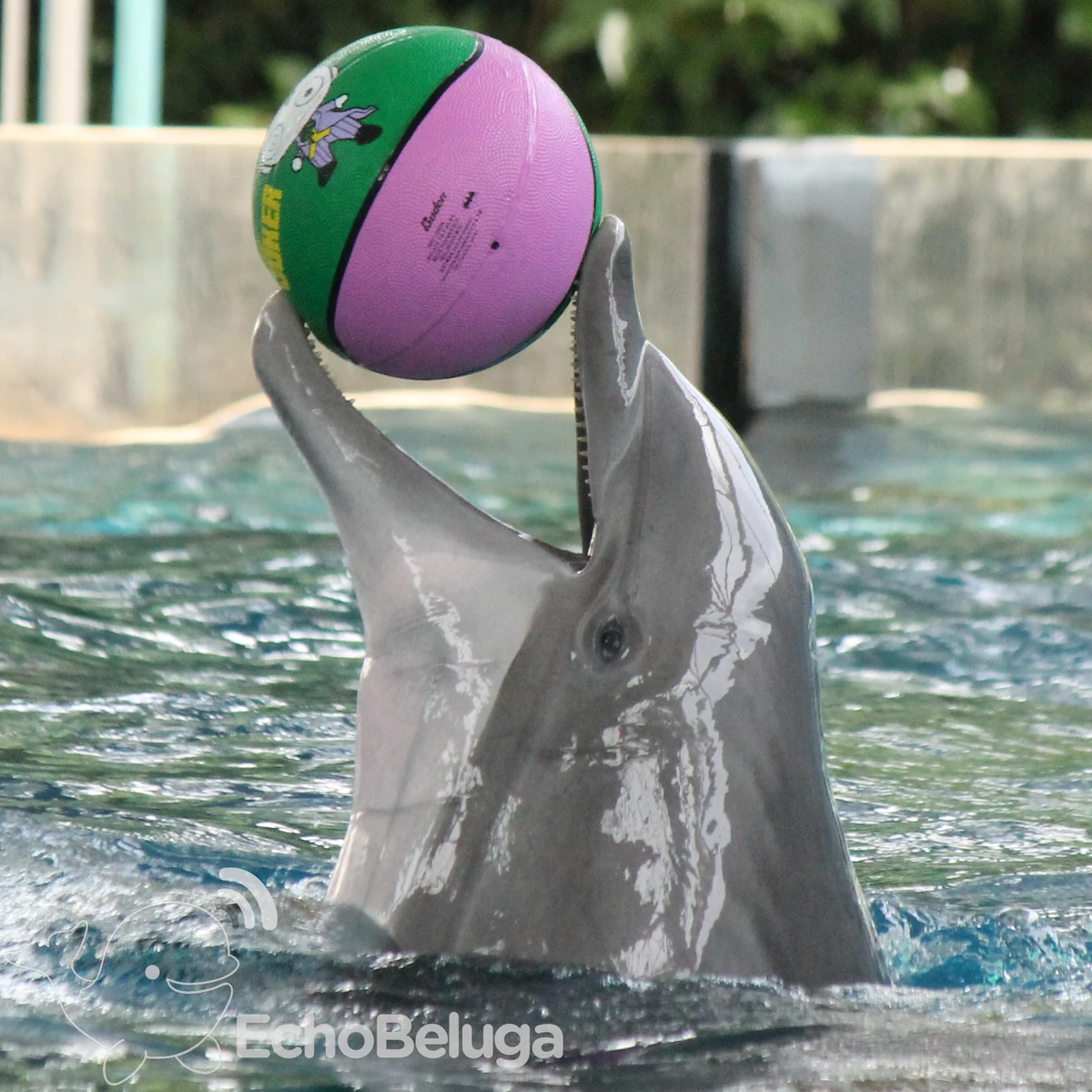 Photos of Chelsea (MAP-1983) | Cetacea Wiki | Fandom