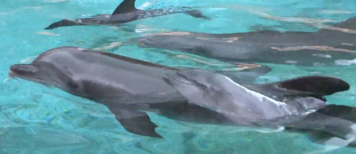 Nero Swf 2016 Cetacea Wiki Fandom