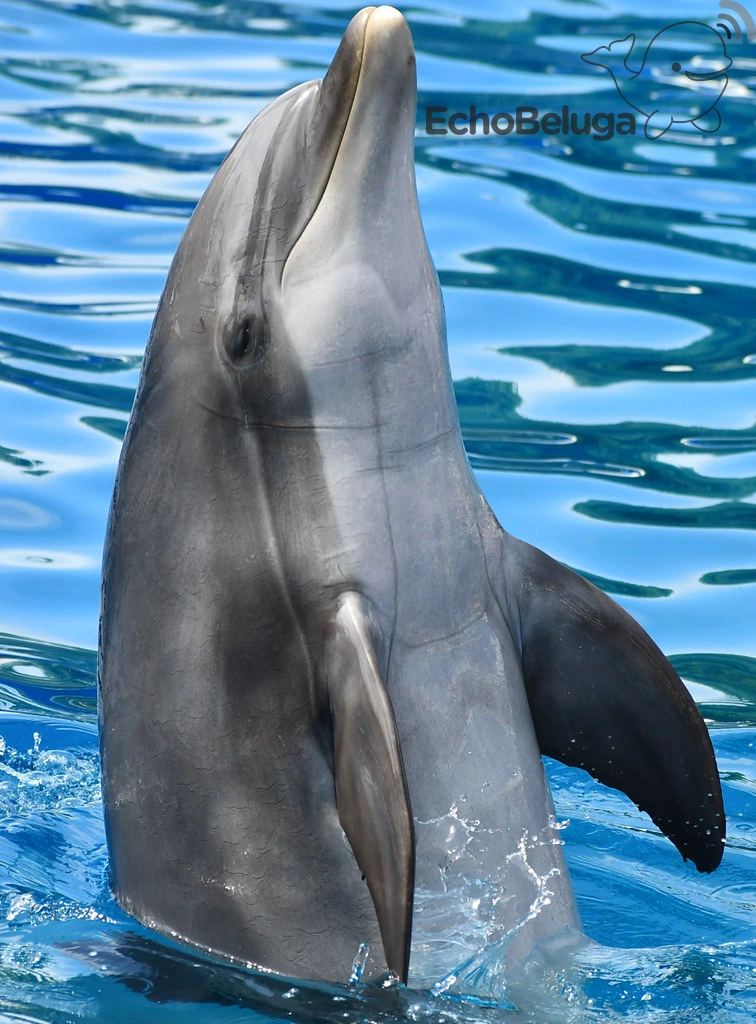 Sofi (SWC-2005) | Cetacea Wiki | Fandom