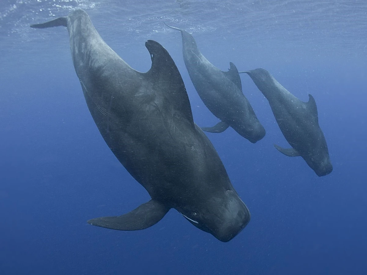 Short-finned pilot whale | Cetacea Wiki | Fandom