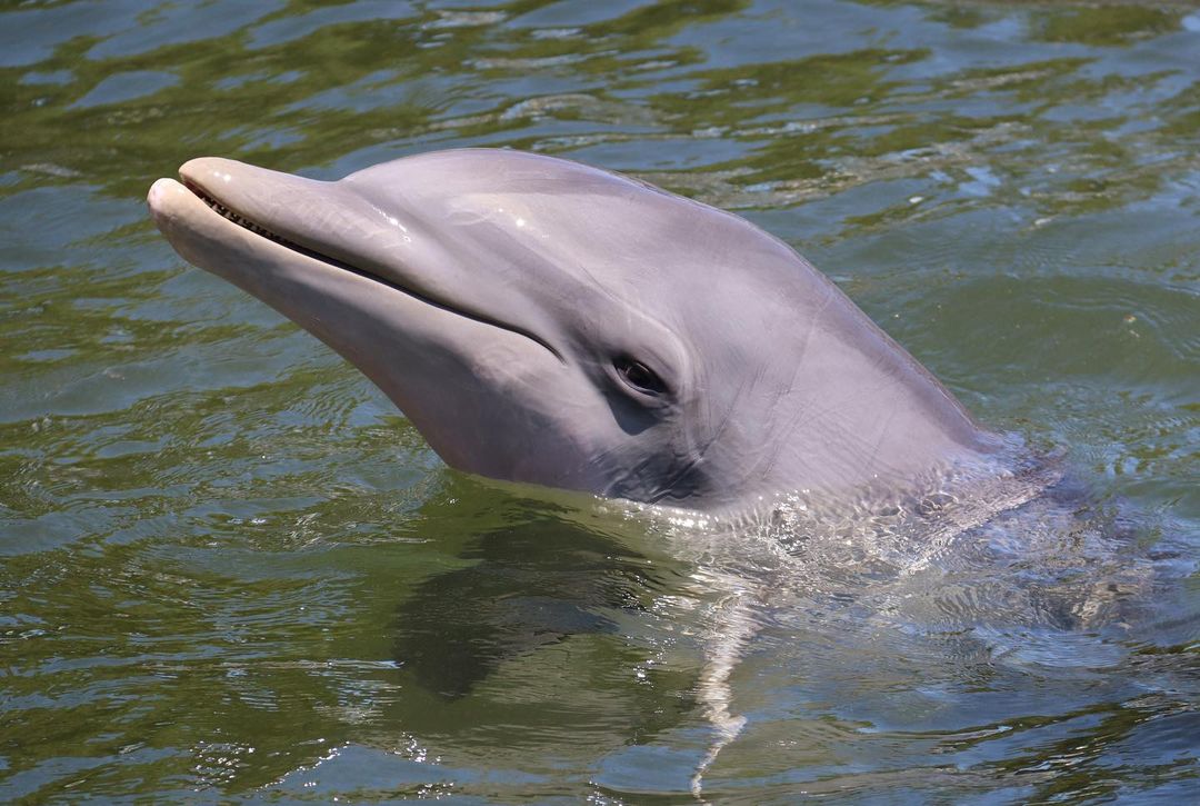 Zoe Dpmmr 2010 Cetacea Wiki Fandom