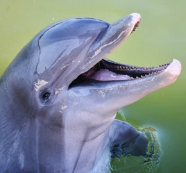 Tursi (DRC-1973) | Cetacea Wiki | Fandom