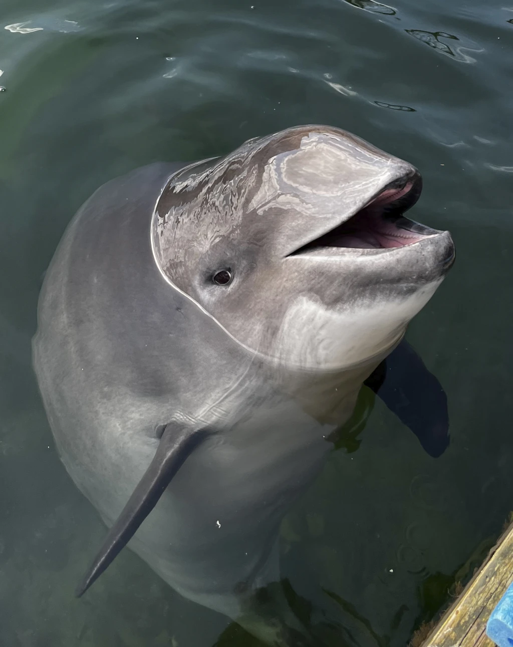 Freja (FJB-1997) | Cetacea Wiki | Fandom