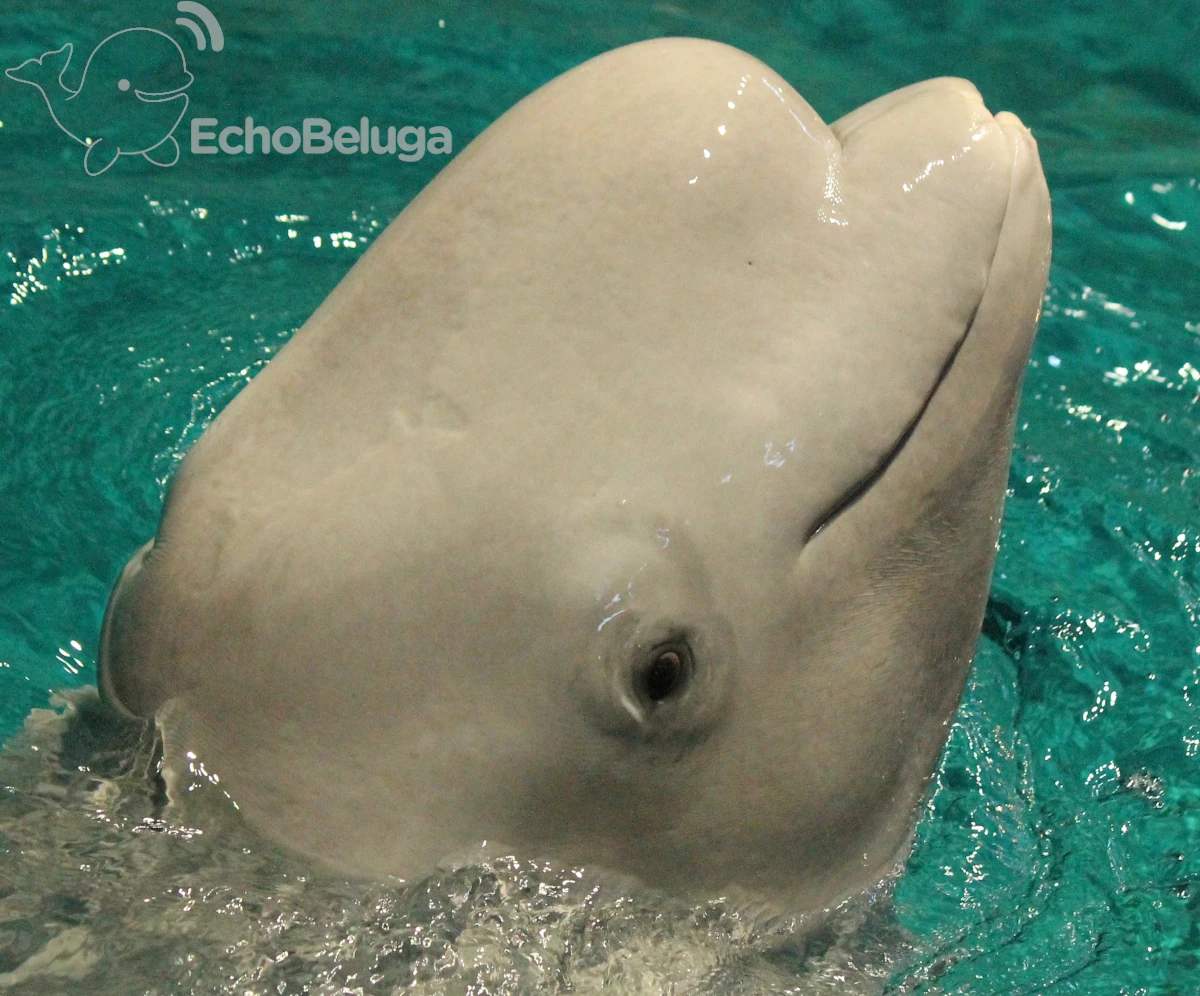 Mirai ミライ (PNPA-2012) | Cetacea Wiki | Fandom