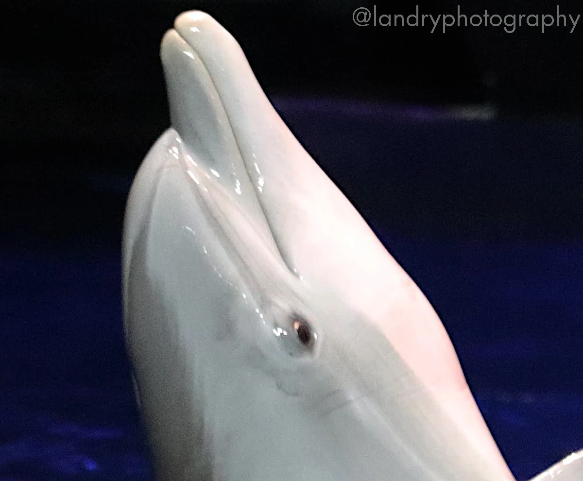 Pukanala (DQH-2003) | Cetacea Wiki | Fandom