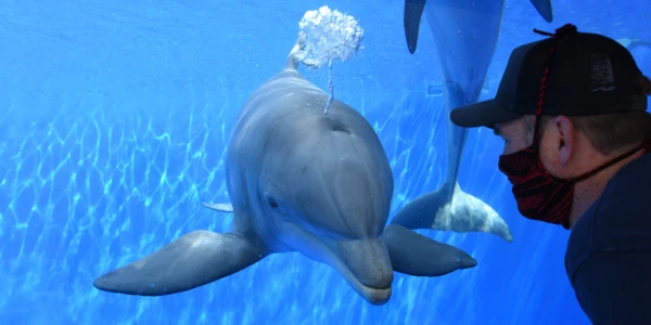 Rain (SWC-2012) | Cetacea Wiki | Fandom