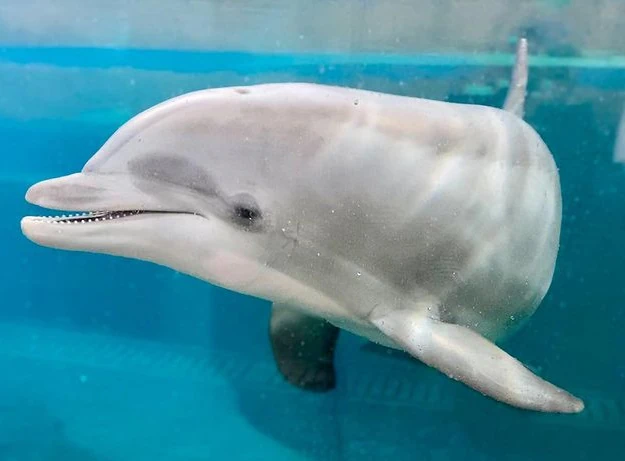 Blue (SWC-2018) | Cetacea Wiki | Fandom
