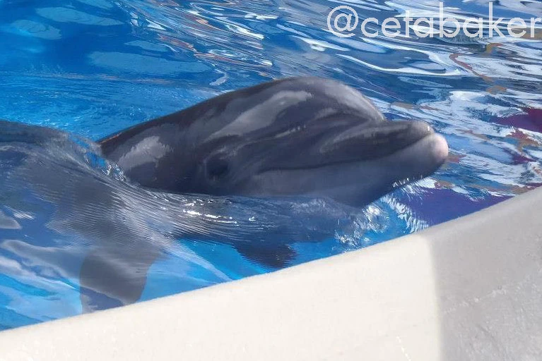 Sabrina (MLP-1986) | Cetacea Wiki | Fandom