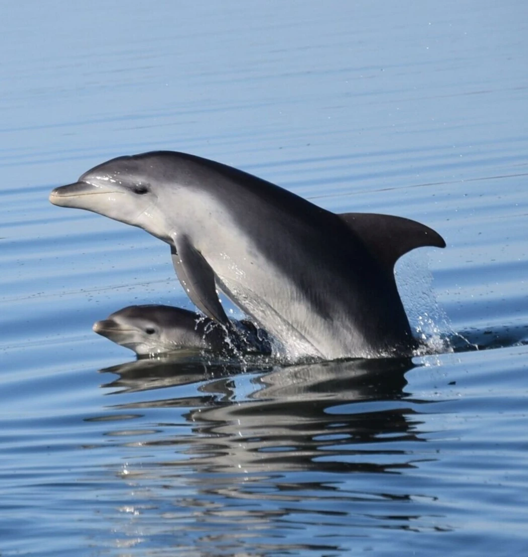 Burrunan dolphin | Cetacea Wiki | Fandom