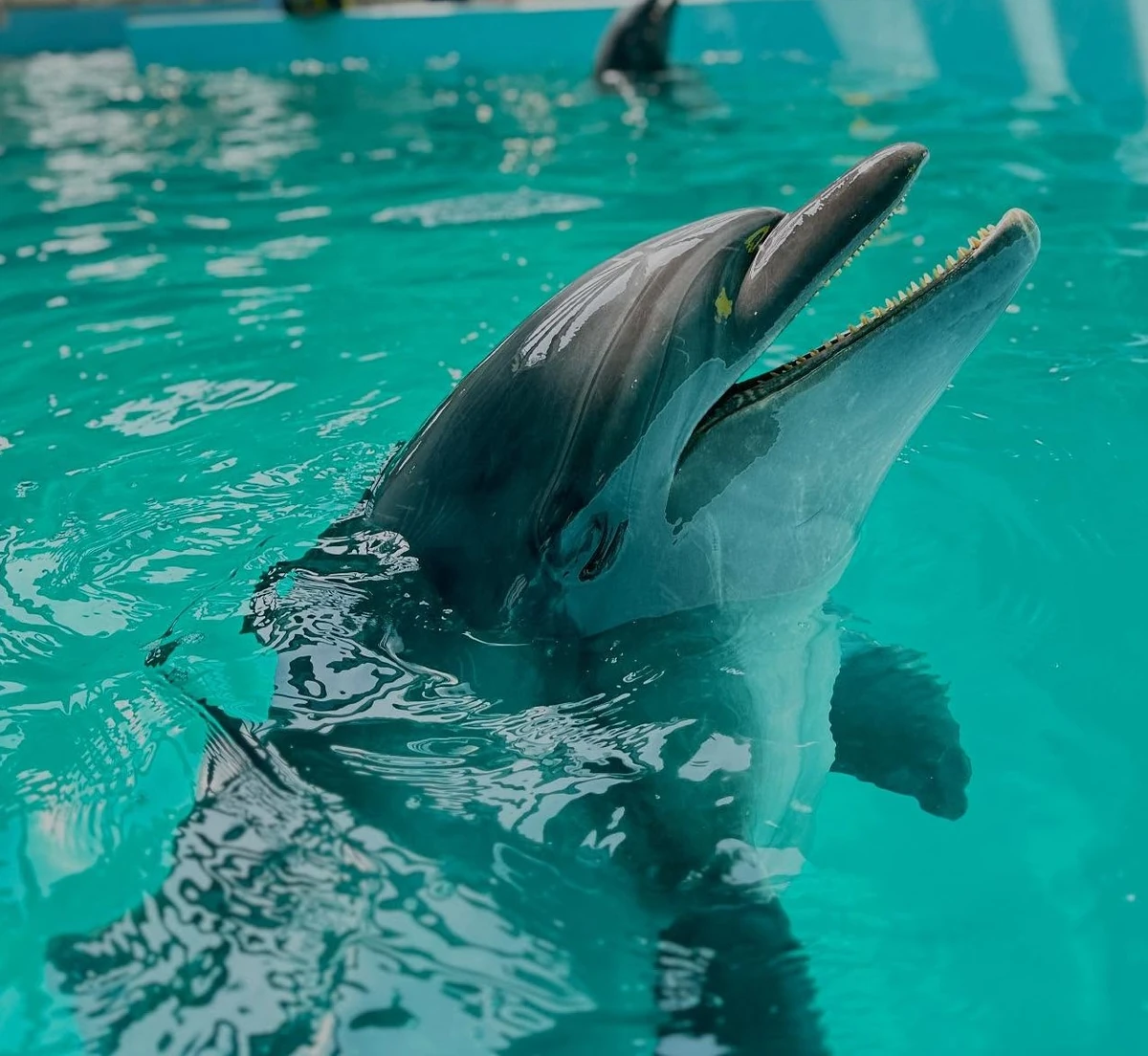 Koa (JDC-2025) | Cetacea Wiki | Fandom